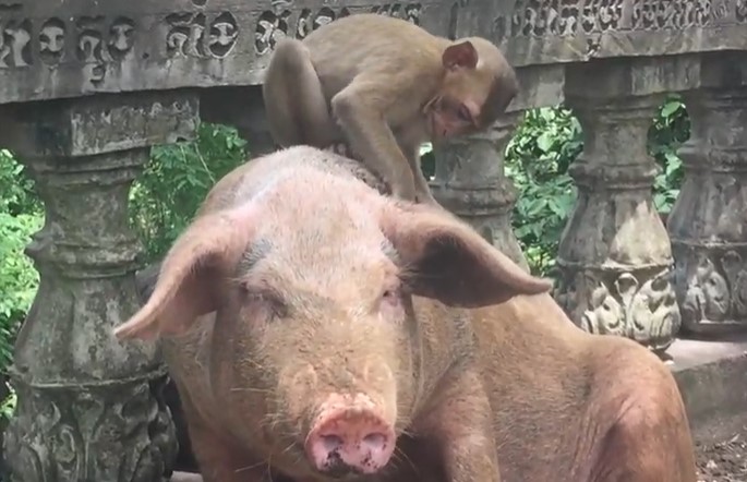 Chinese scientists have created pig monkey "hybrids"
