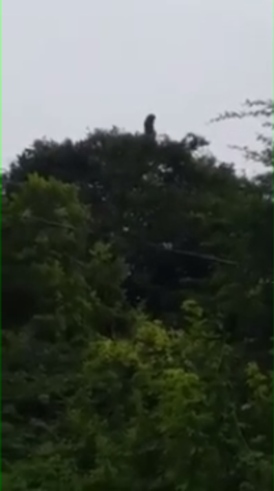 Bigfoot Up In A Tree In Belize. Well not really