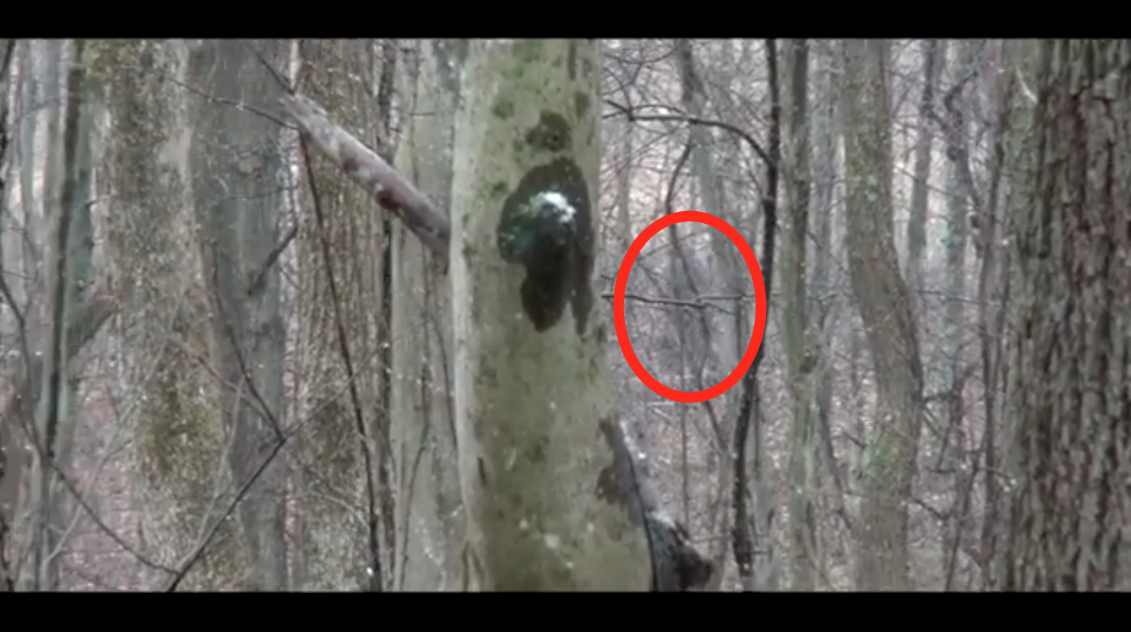 Bigfoot/Ohio Grassman caught on both drone, audio, and 5 minutes of ...