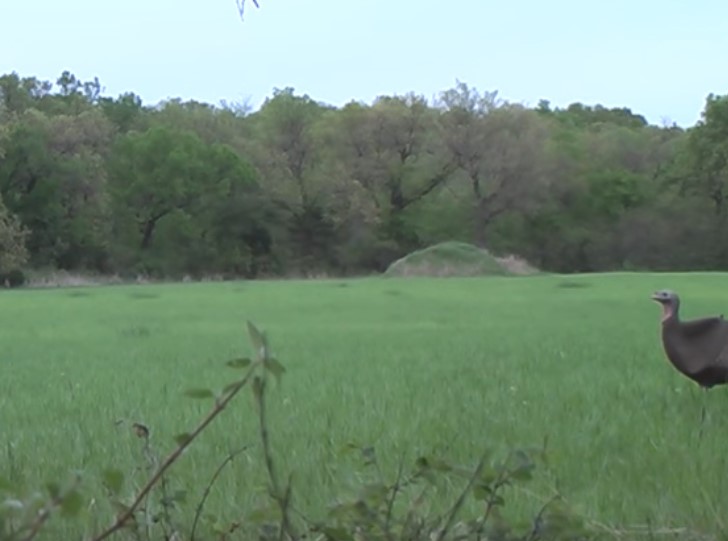 Turkey hunter has close encounter with bigfoot in Kiamichi Mountains