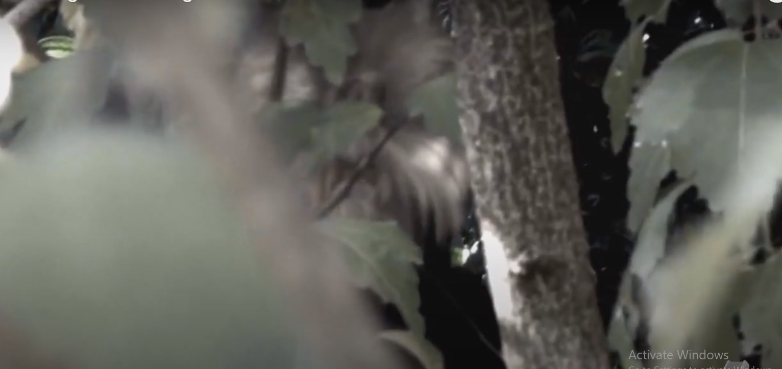 The Dogman Footage Video