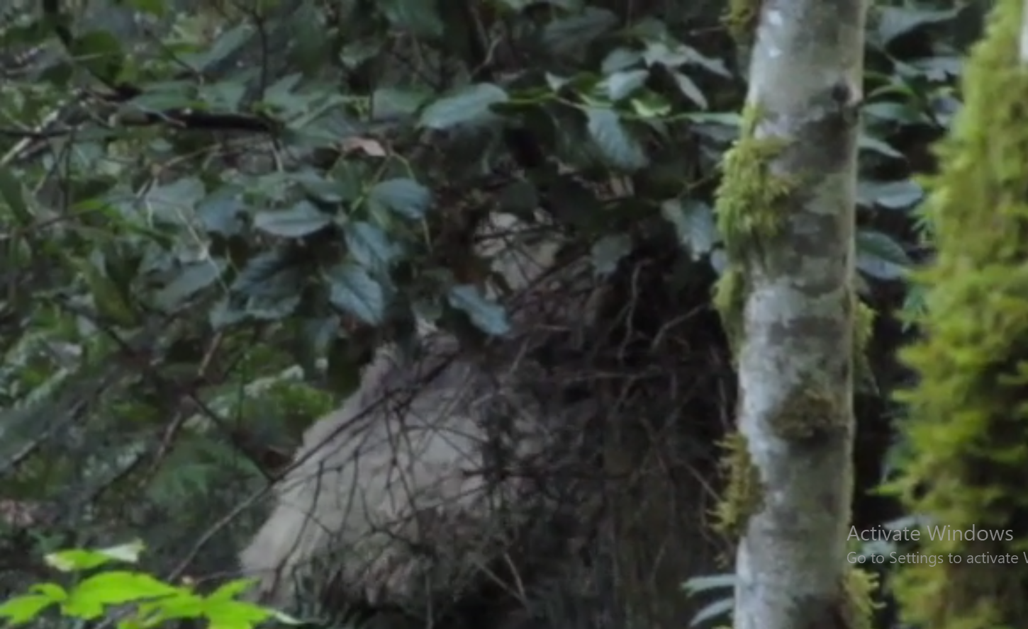 Have A look At The Vancouver Island Bigfoot Video