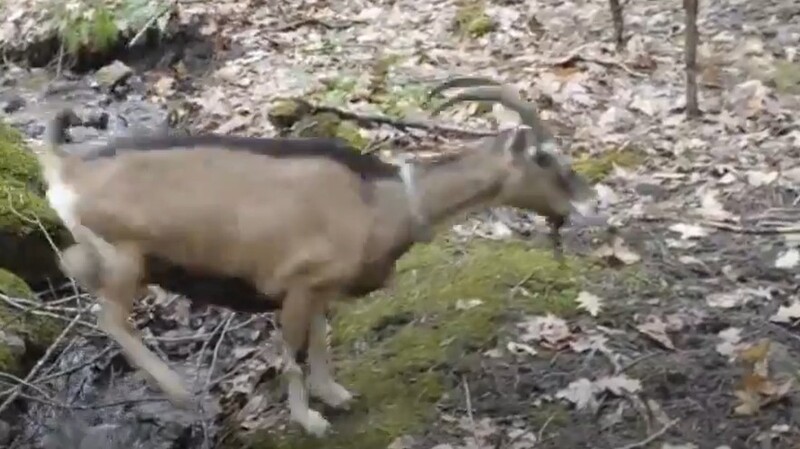 Sick goat detects being followed by Bigfoot