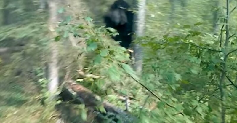 Bigfoot Spotted Along Trail