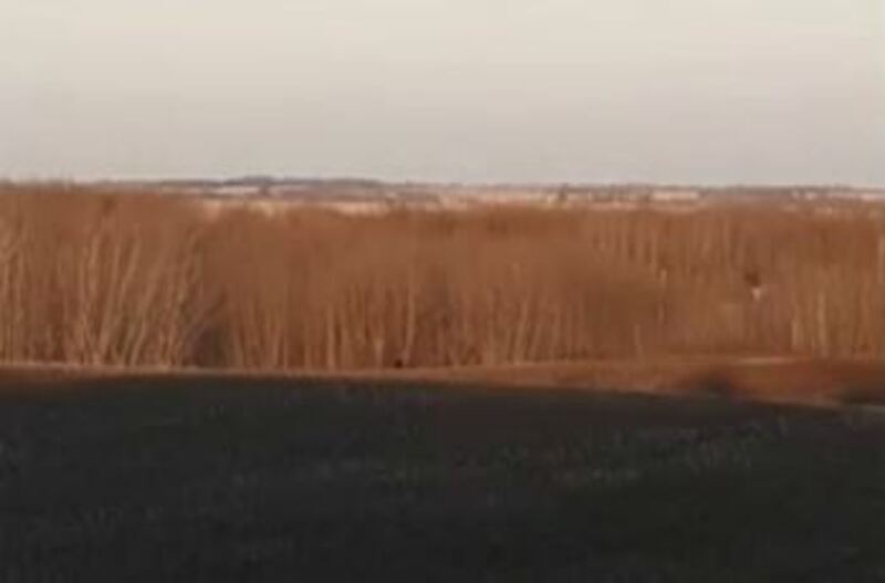 Bigfoot Caught on Video Thunderchild First Nations Reservation in ...